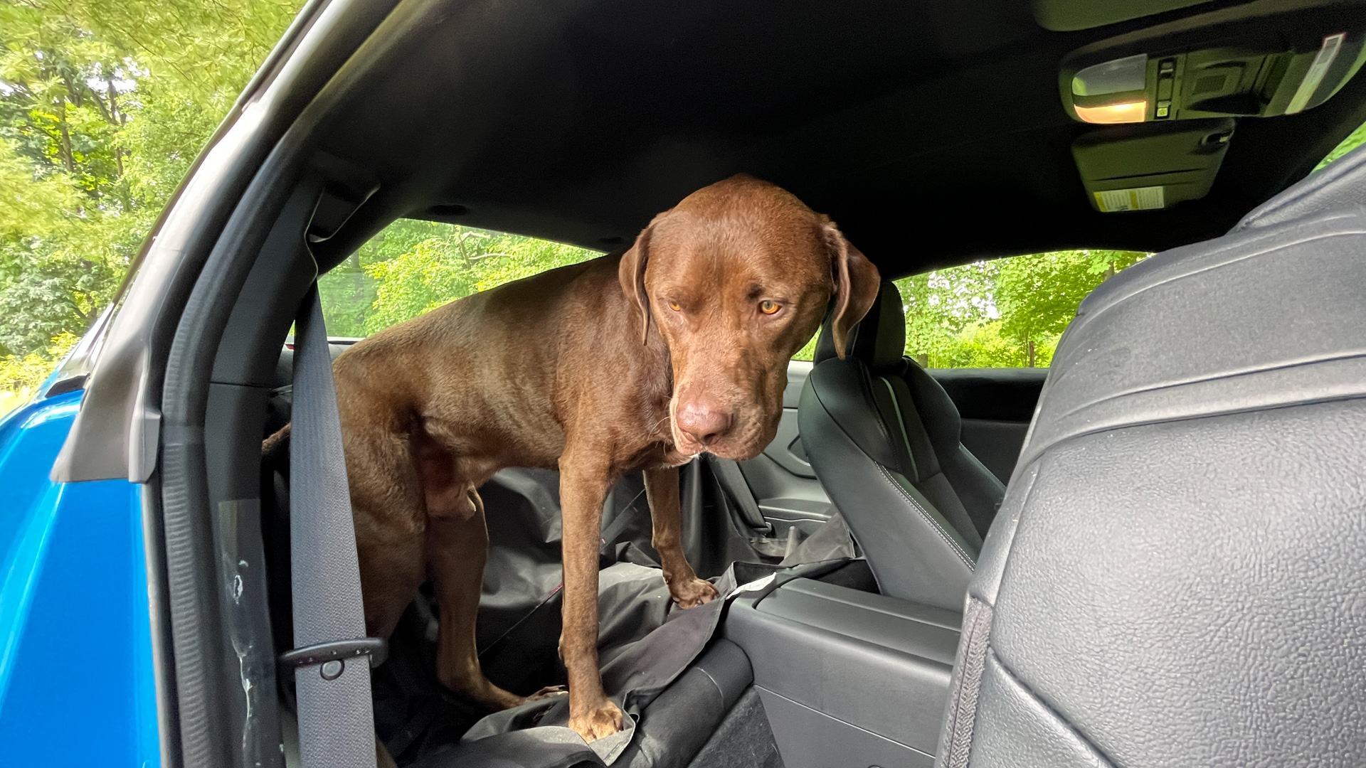 Review: Is the 2023 Toyota GR86 Good for Dog Owners? | The Drive