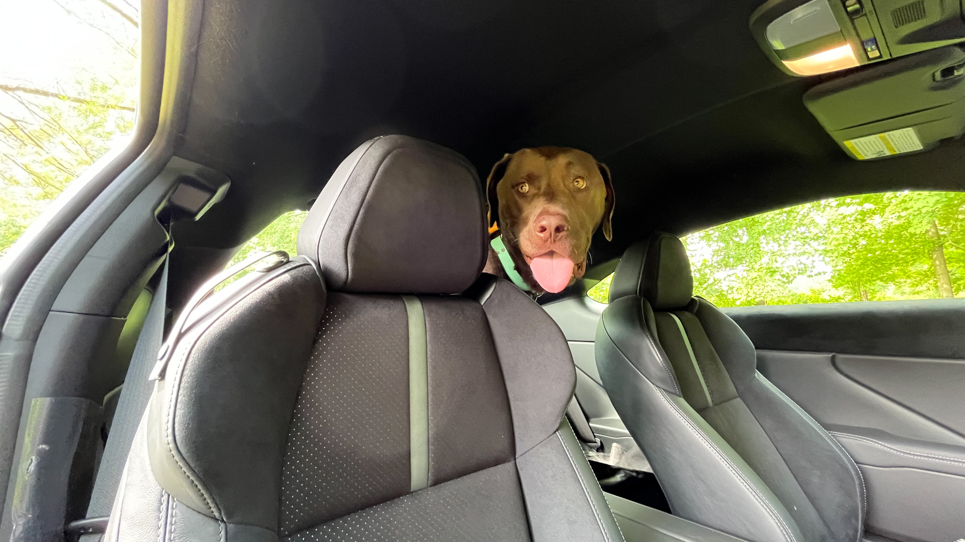 Review: Is the 2023 Toyota GR86 Good for Dog Owners? | The Drive