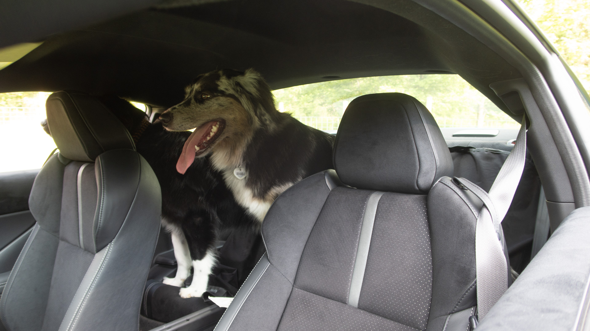 Review: Is the 2023 Toyota GR86 Good for Dog Owners? | The Drive