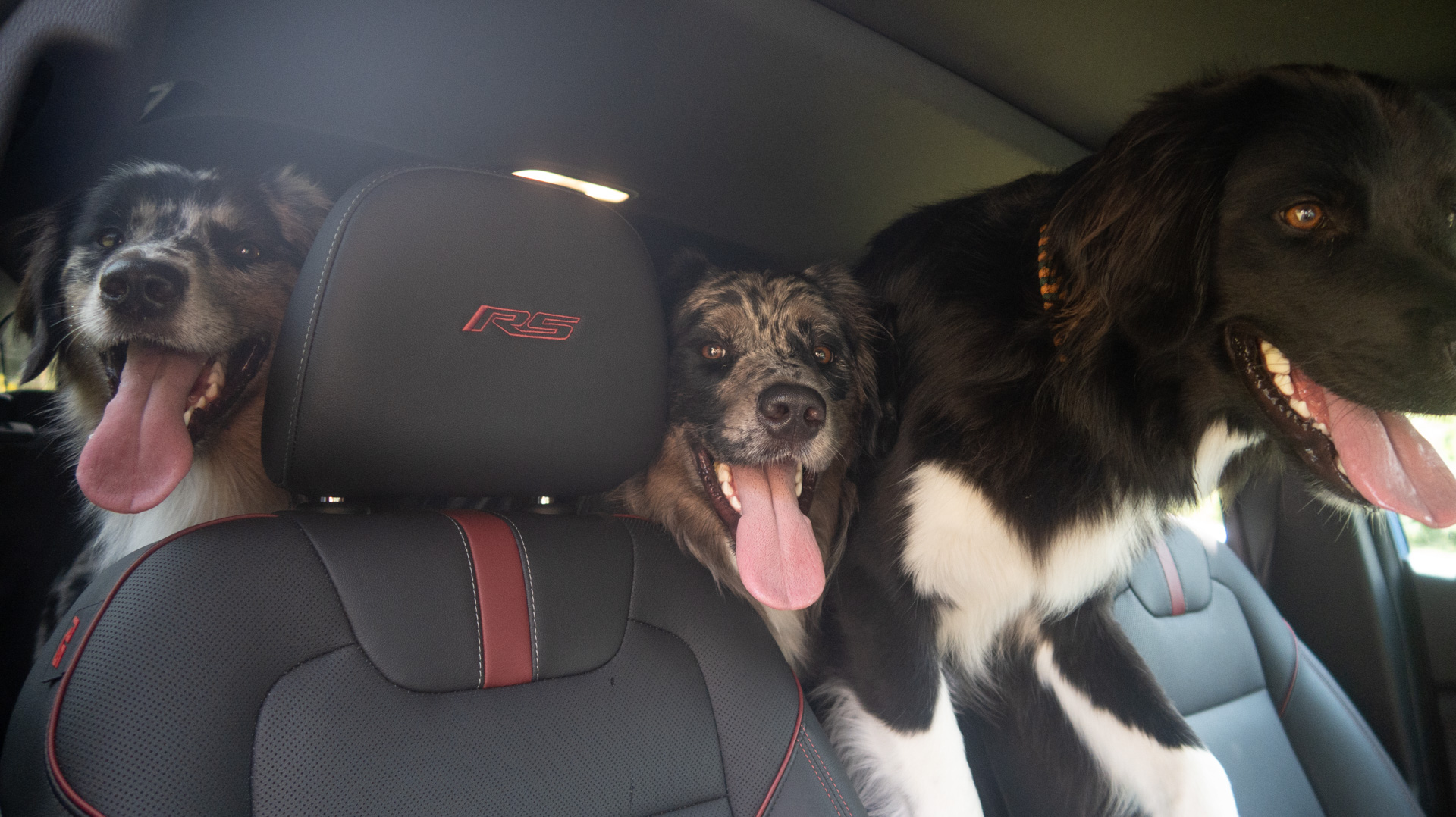 Review: Is the 2024 Chevy Trax Good for Dog Owners? | The Drive