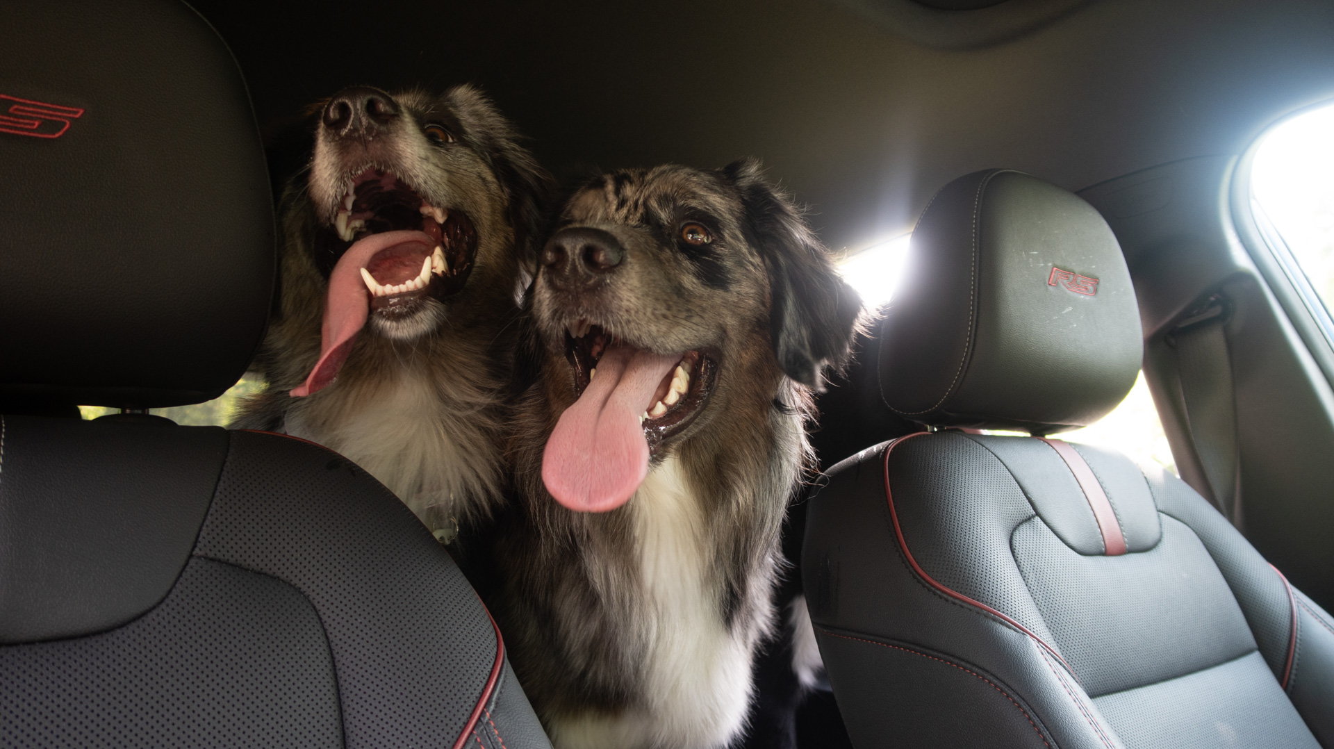 Review: Is the 2024 Chevy Trax Good for Dog Owners? | The Drive