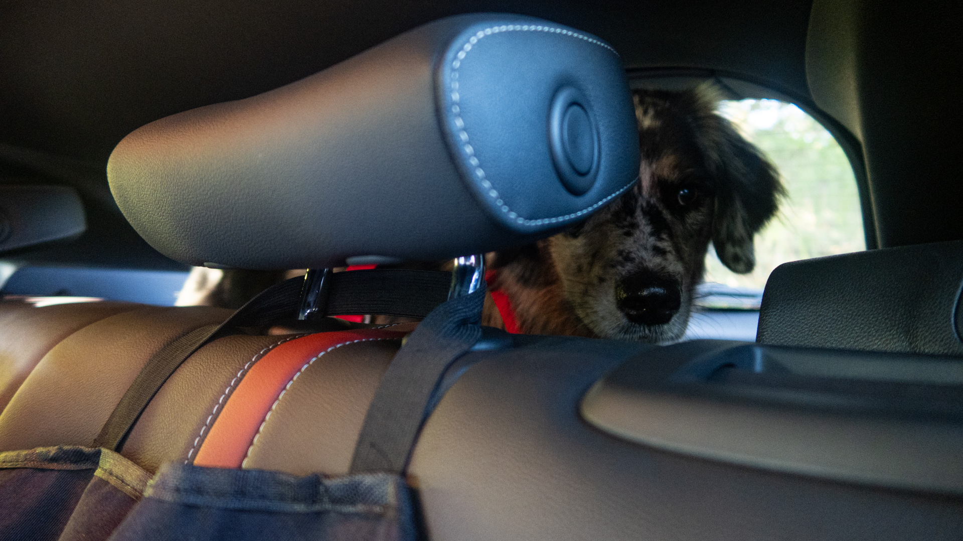 Review: Is the 2024 Chevy Trax Good for Dog Owners? | The Drive