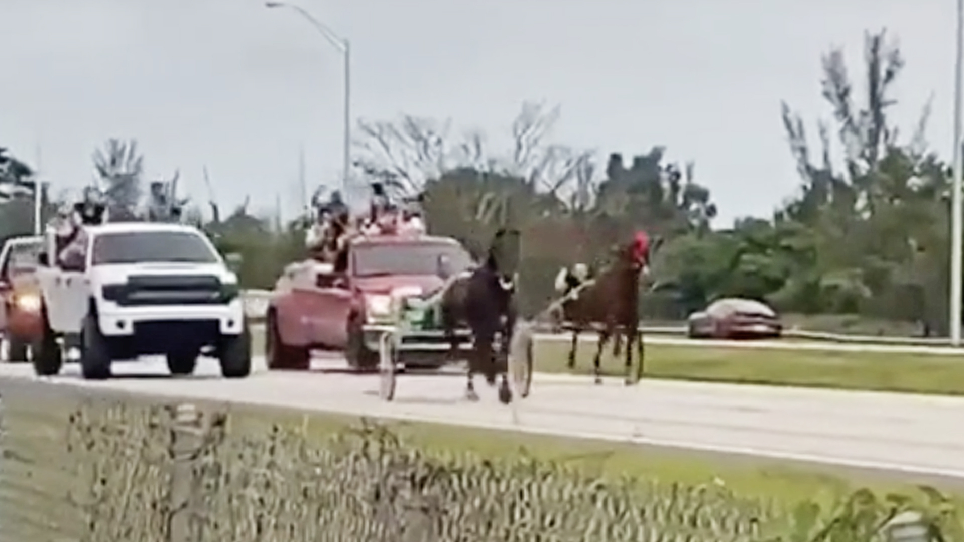 People Are Drag Racing Horses on Florida’s Highways, and Yes, It’s ...