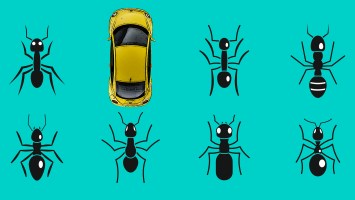 How To Remove Ant, Spider, and Other Bug Infestations From Your Car