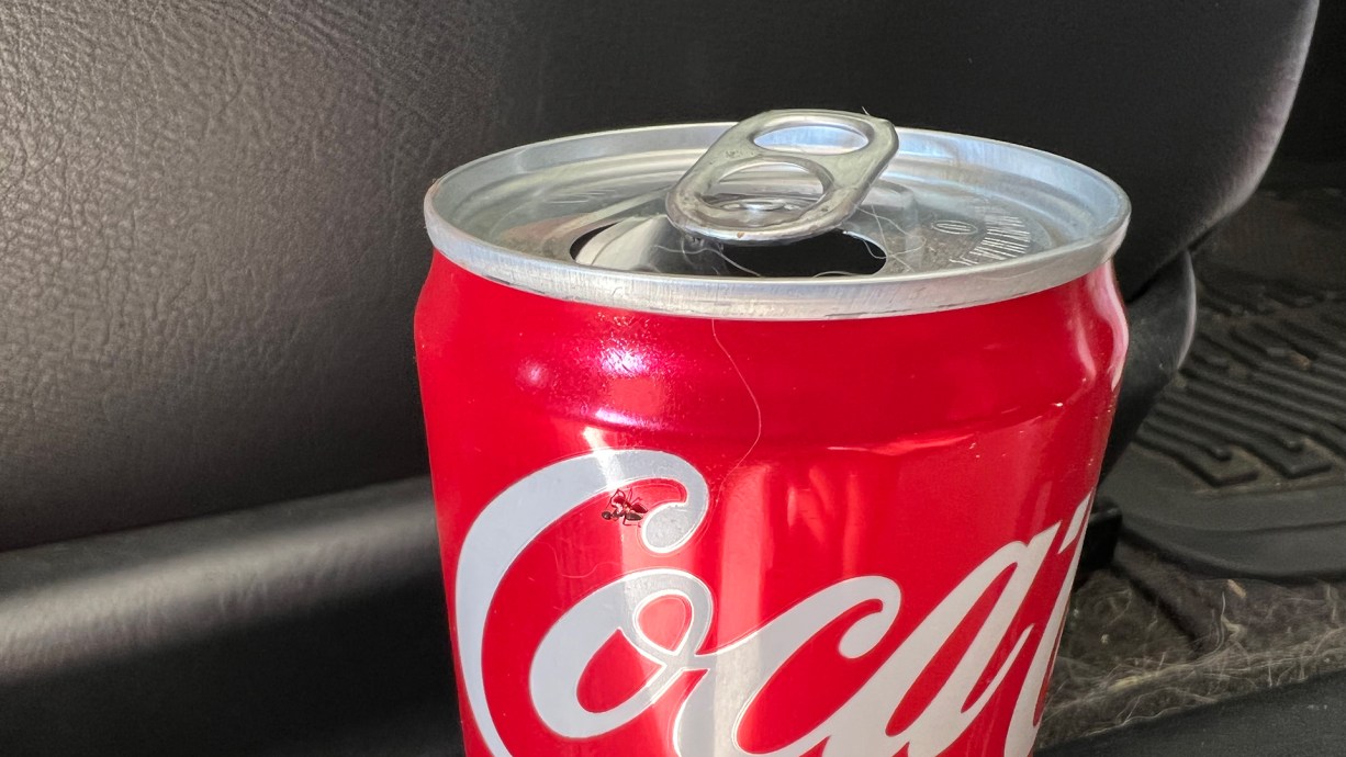 How To Remove Ant, Spider, and Other Bug Infestations From Your Car