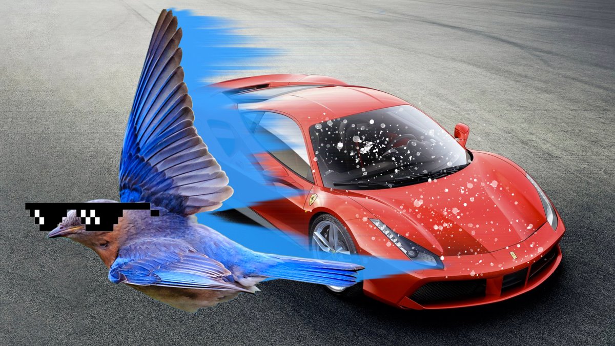 Why You Should Clean Bird Poop Off Your Car ASAP