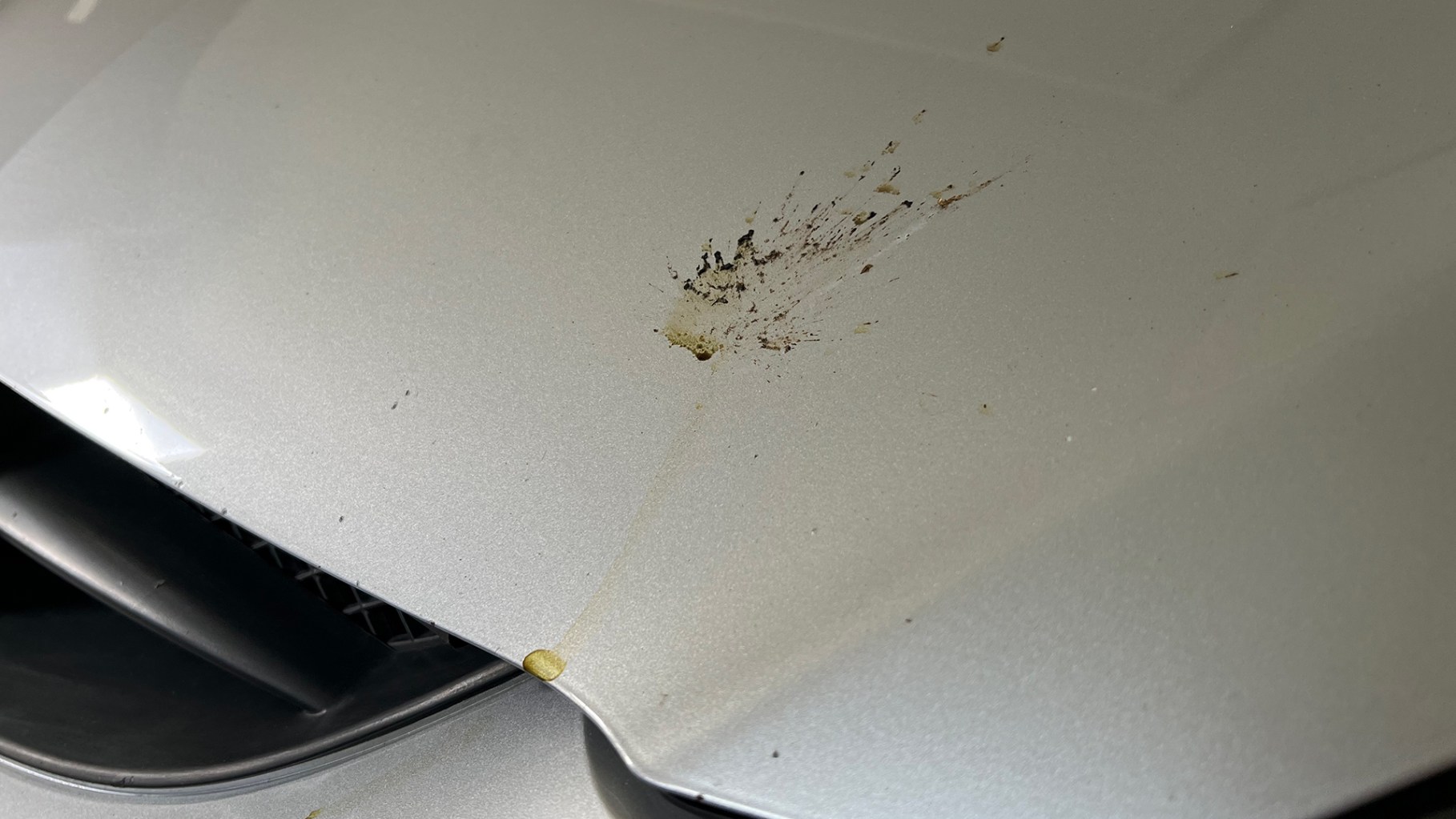 Why You Should Clean Bird Poop Off Your Car ASAP
