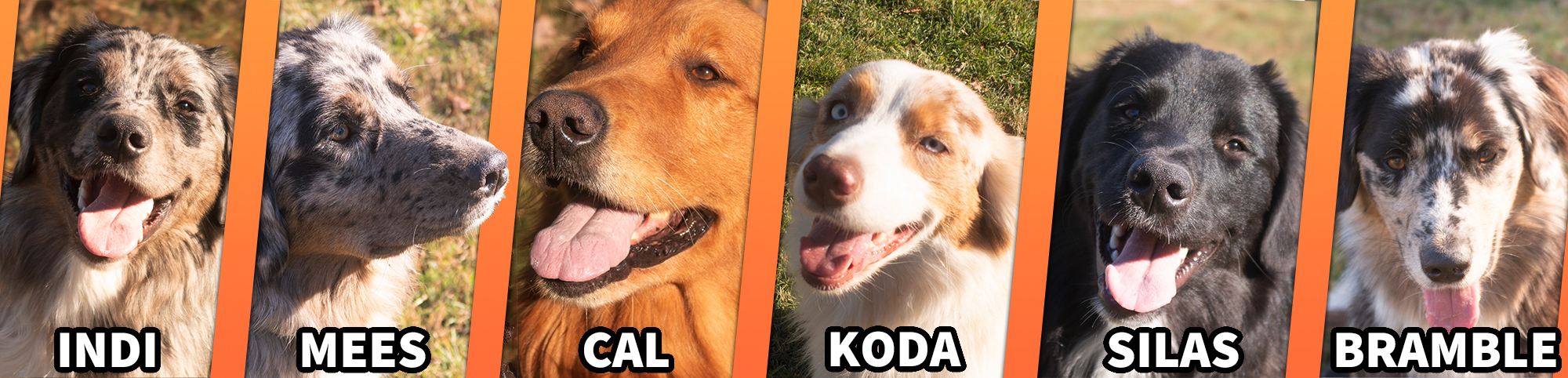 2023 Honda HR-V: Will It Dog?