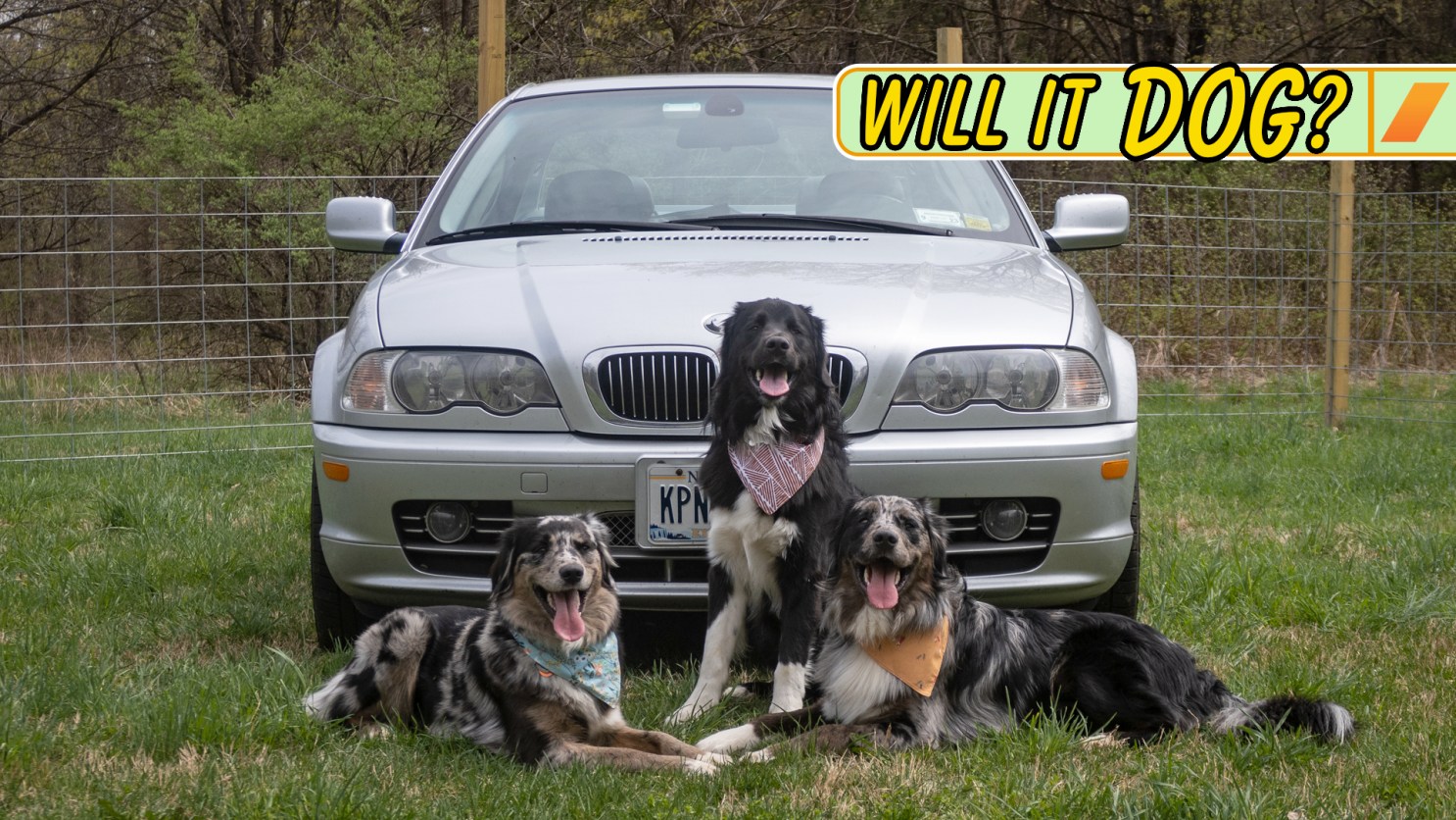 Is the BMW E46 Coupe a Good Car for Dog Owners?