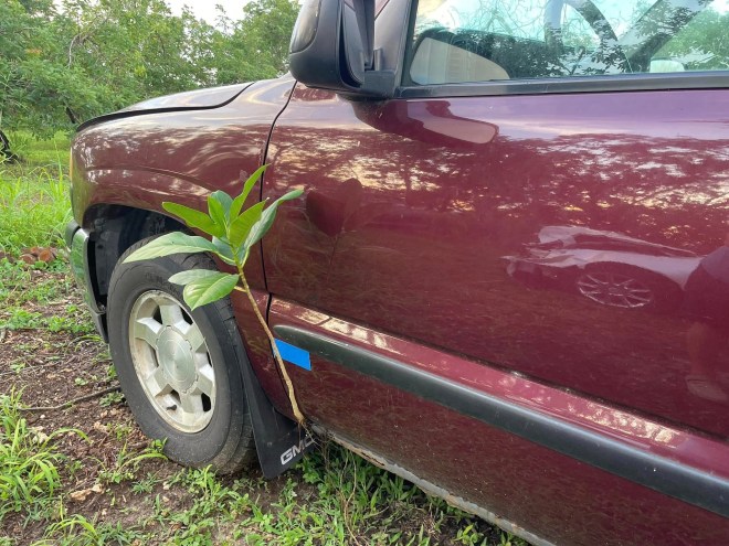 Rusty GMC Sierra With a Tree Growing Through It Now Parked for Good So ...