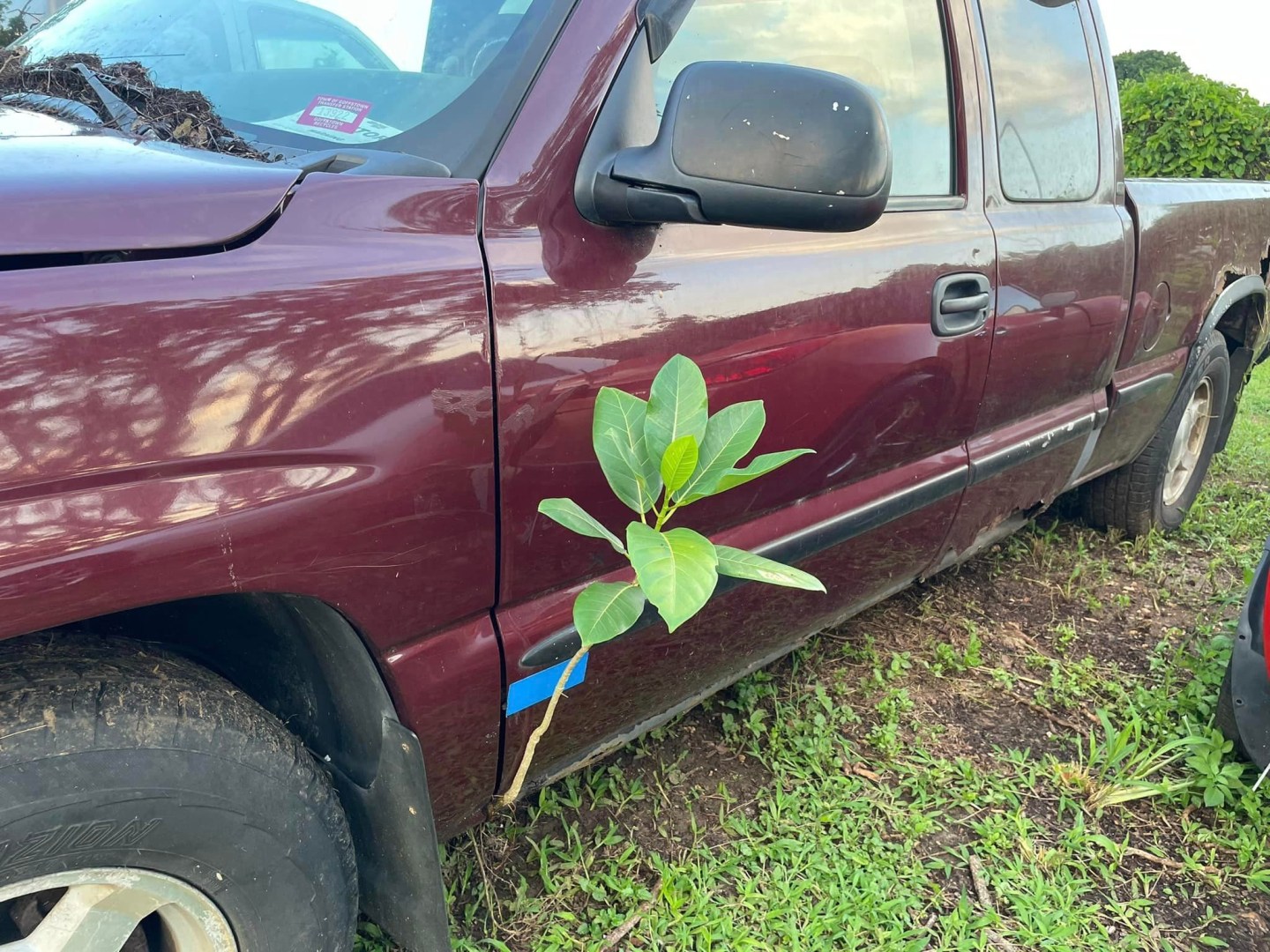 Rusty GMC Sierra With a Tree Growing Through It Now Parked for Good So ...