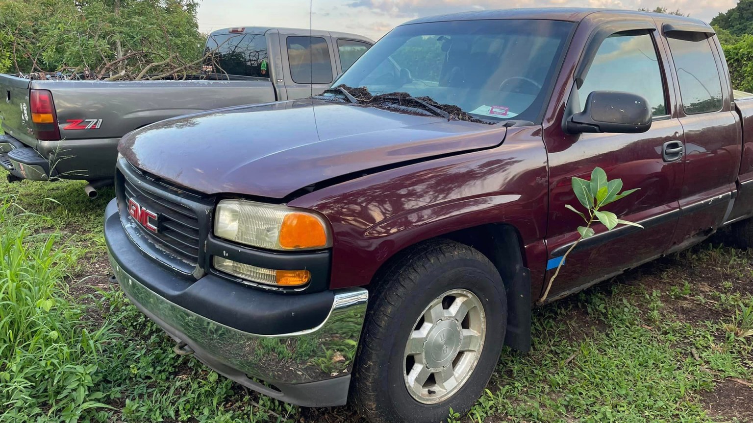 Rusty GMC Sierra With a Tree Growing Through It Now Parked for Good So ...