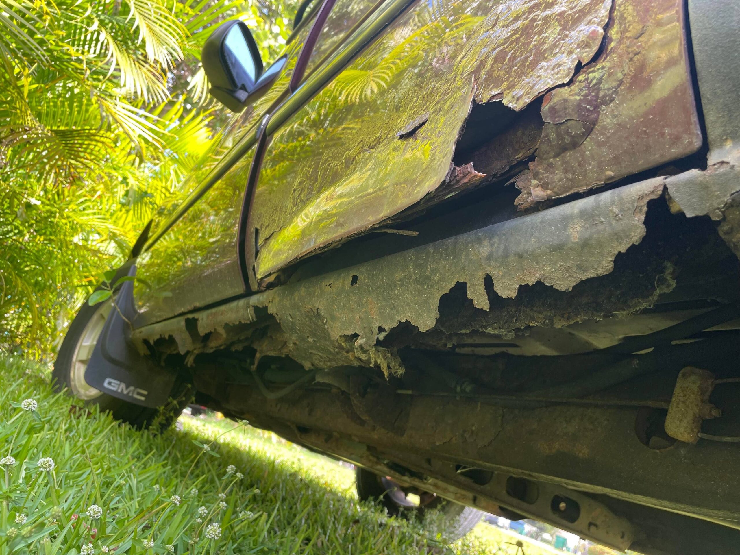 Rusty GMC Sierra With a Tree Growing Through It Now Parked for Good So ...