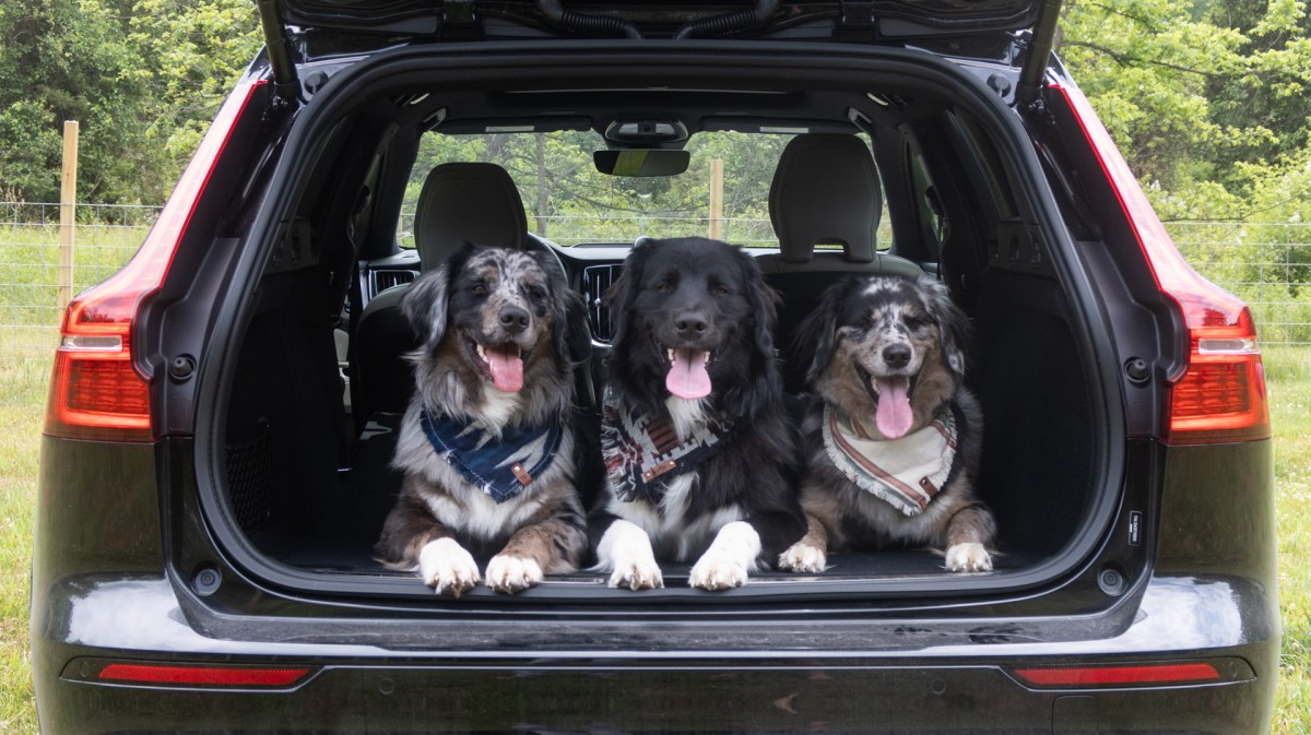 Car and Product Reviews for Pet Owners