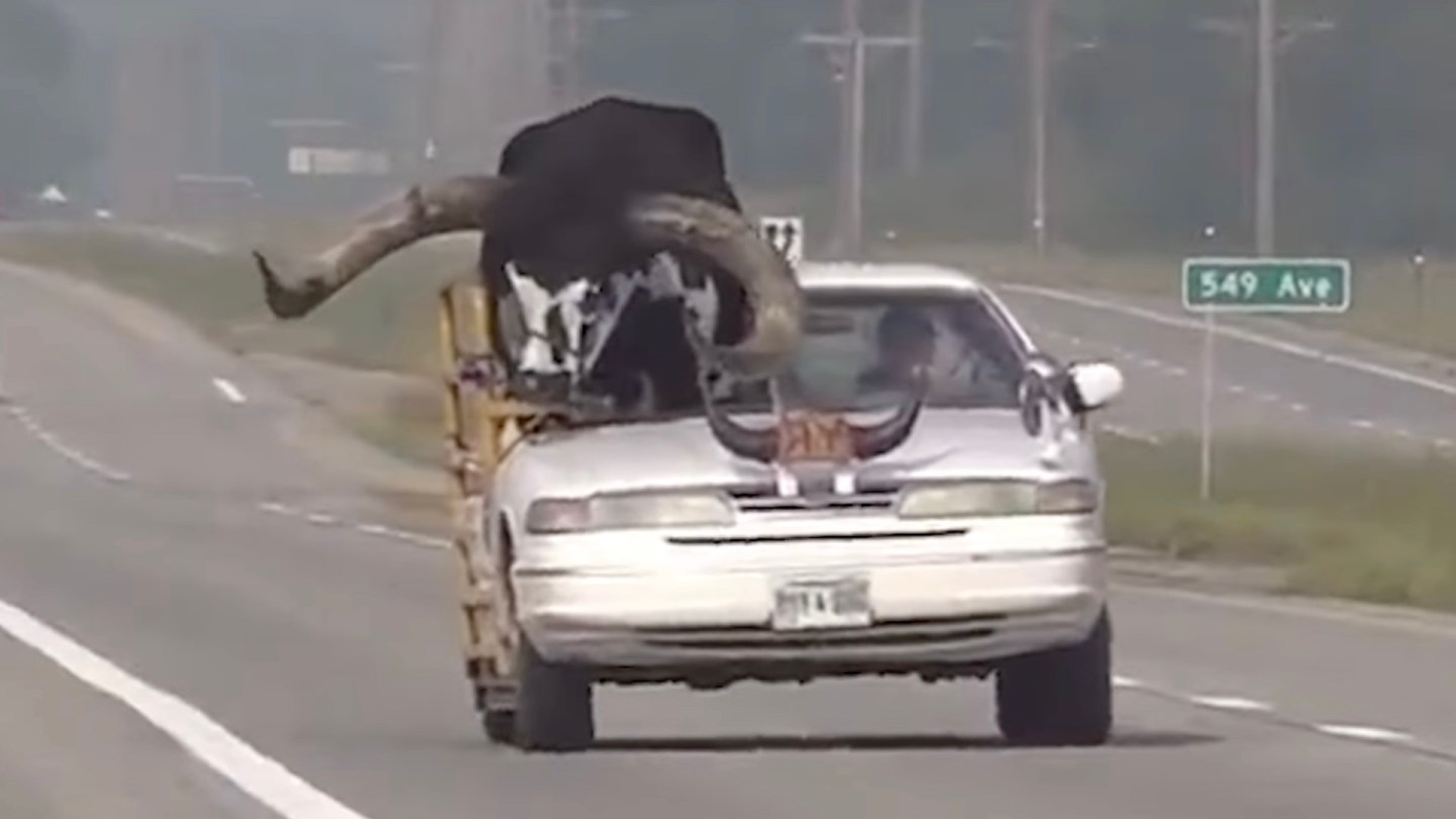 Police Pull Over Ford Crown Victoria With Enormous Bull Riding Shotgun