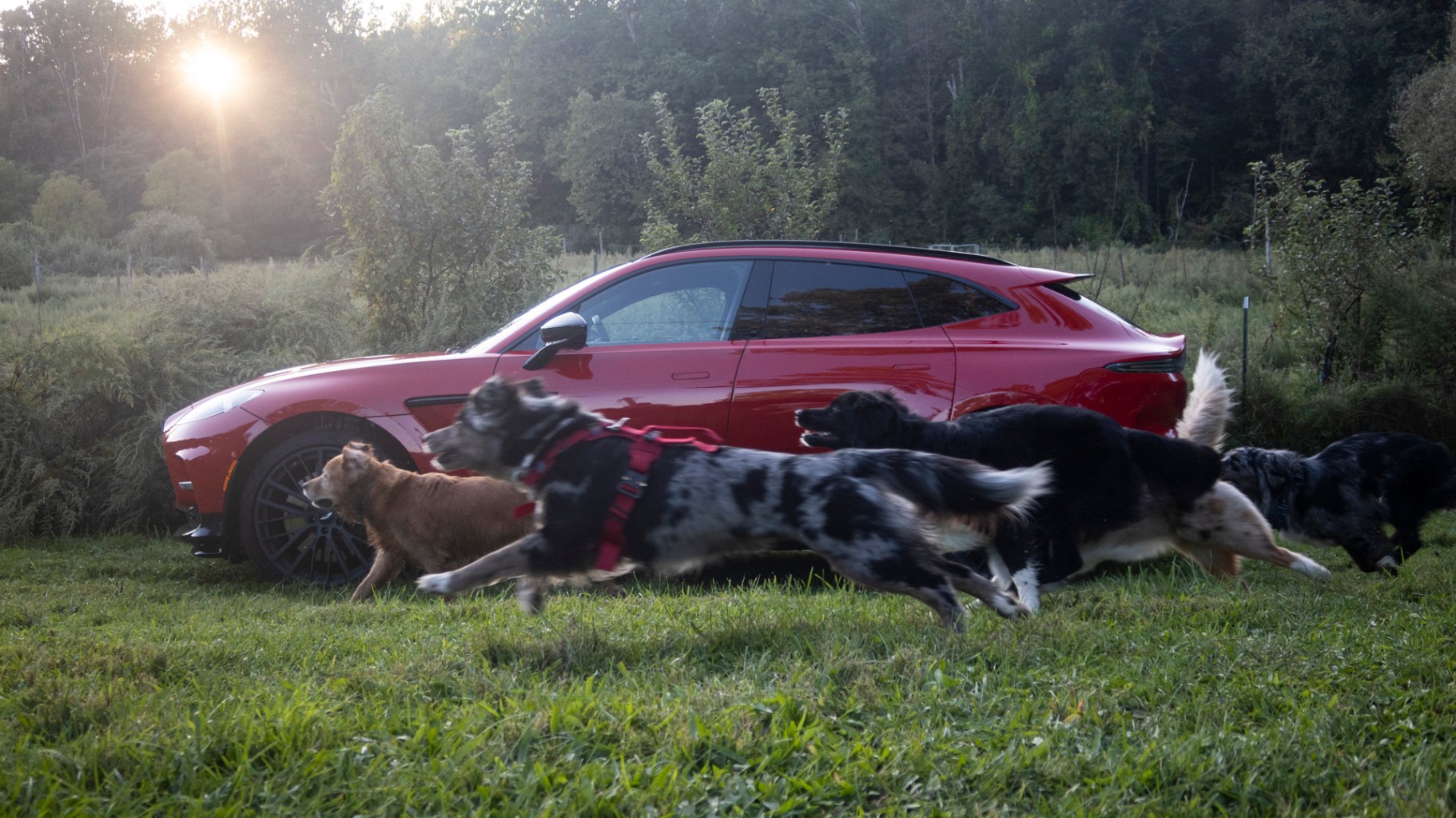 Here’s How Our Dogs Liked the $287,586 Aston Martin DBX707
