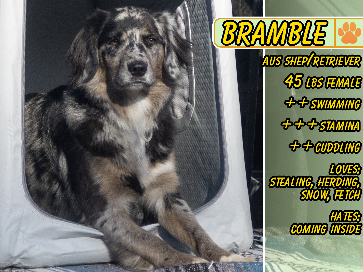 Mazda CX-5 Review for Dog Owners