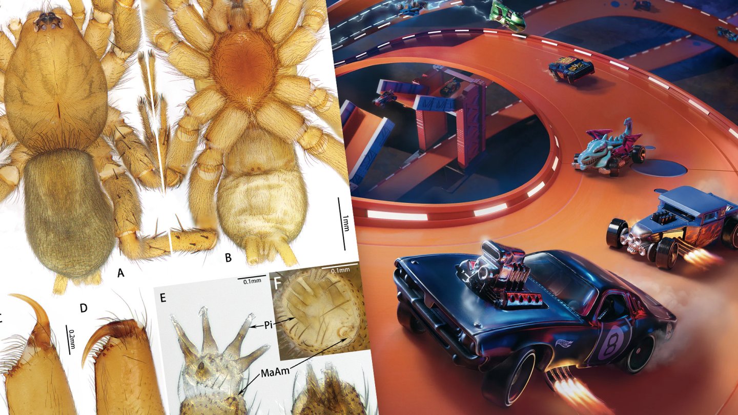 New Spider Species Named After Hot Wheels for Its Weird Genitals