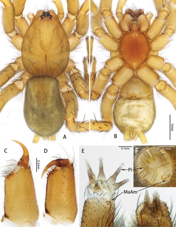 New Spider Species Named After Hot Wheels for Its Weird Genitals