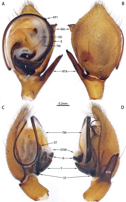 New Spider Species Named After Hot Wheels for Its Weird Genitals