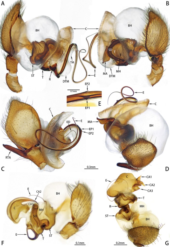 New Spider Species Named After Hot Wheels for Its Weird Genitals