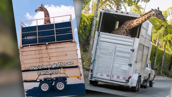 Transporting Giraffes Is As Strange and Risky As It Sounds