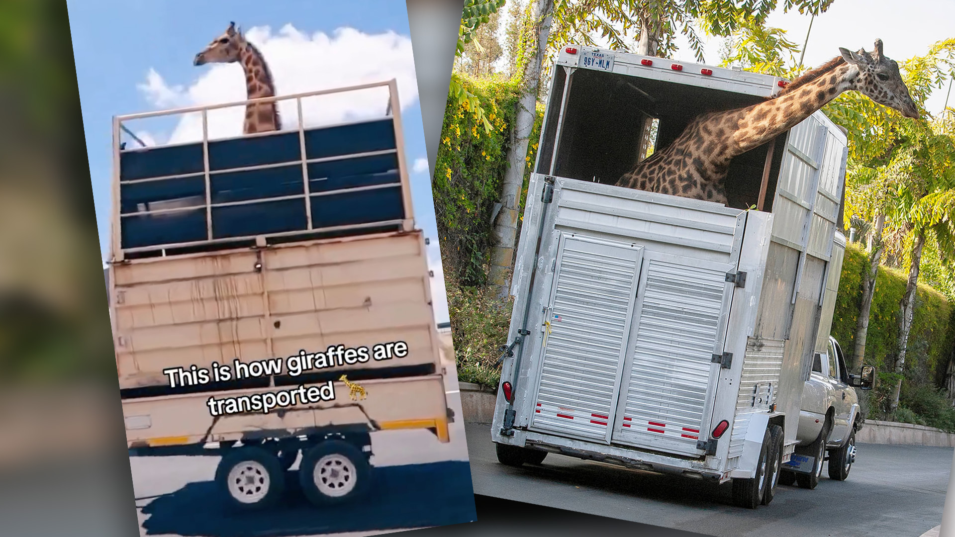 Transporting Giraffes Is As Strange and Risky As It Sounds