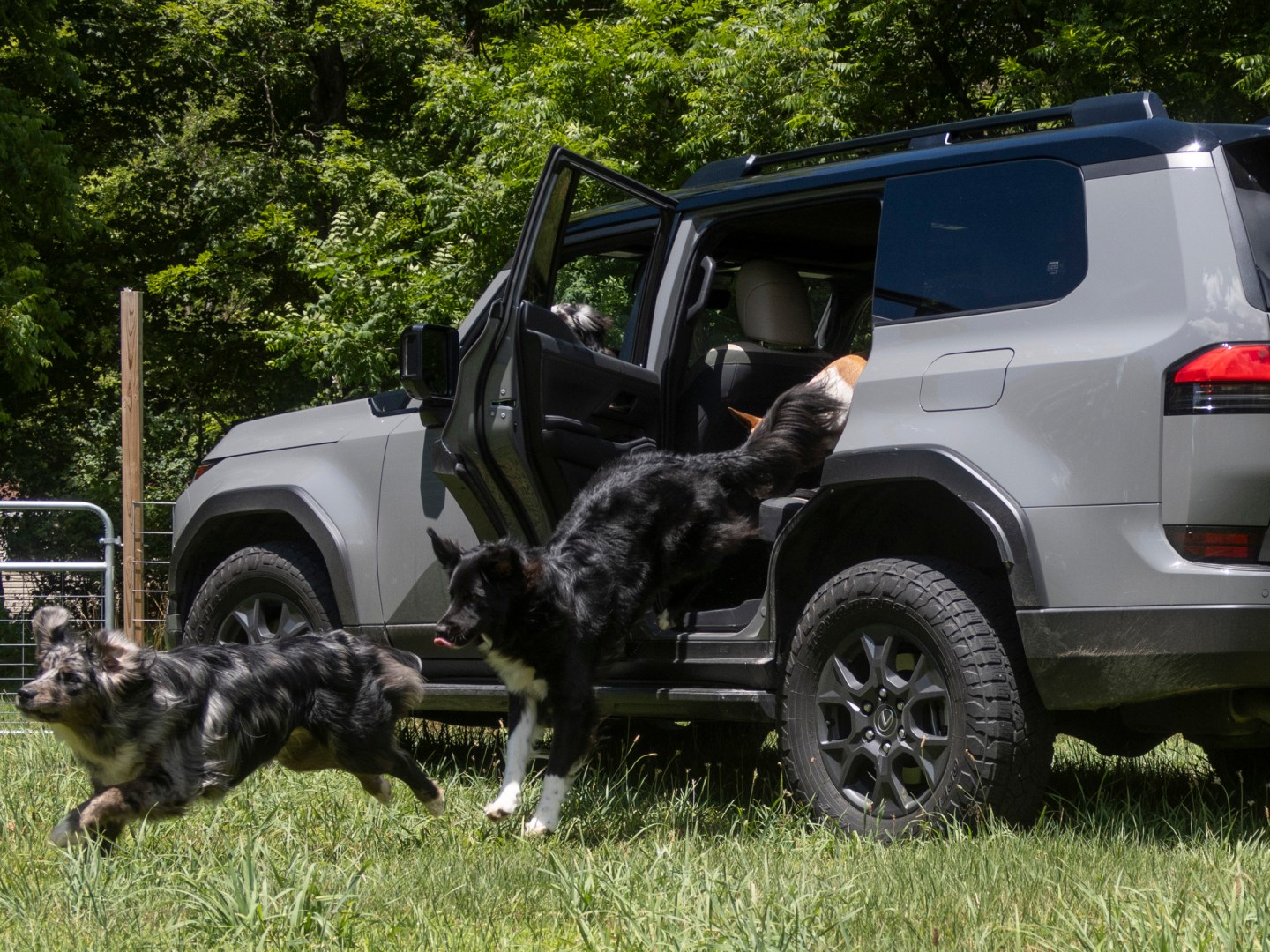 2024 Lexus GX 550: Is It Good for Dog Owners?