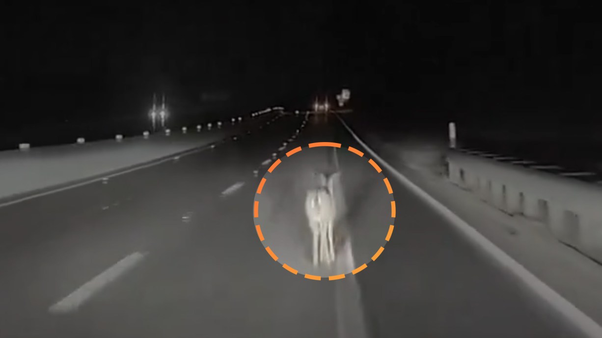 Tesla Autopilot Fails Wile E. Coyote Test, Drives Itself Into Picture ...