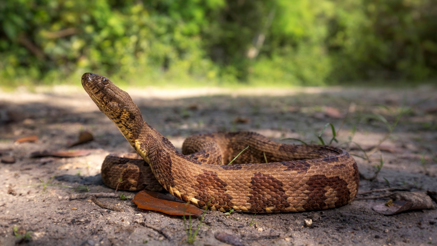 This Illinois Road Closes Twice a Year for Snakes to Cross