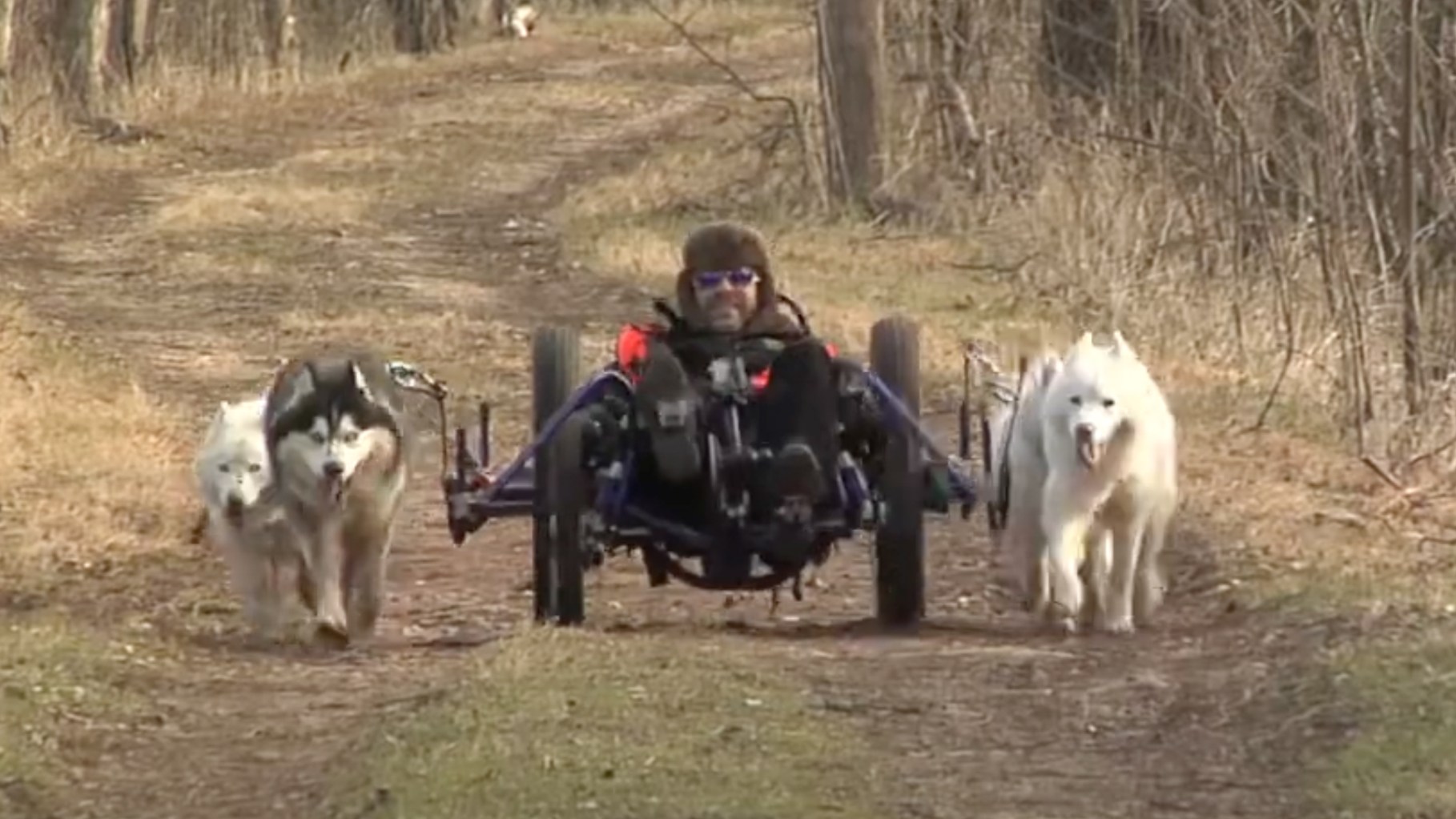 This Dog Trainer Has an Incredible Fleet of Dog Vehicles