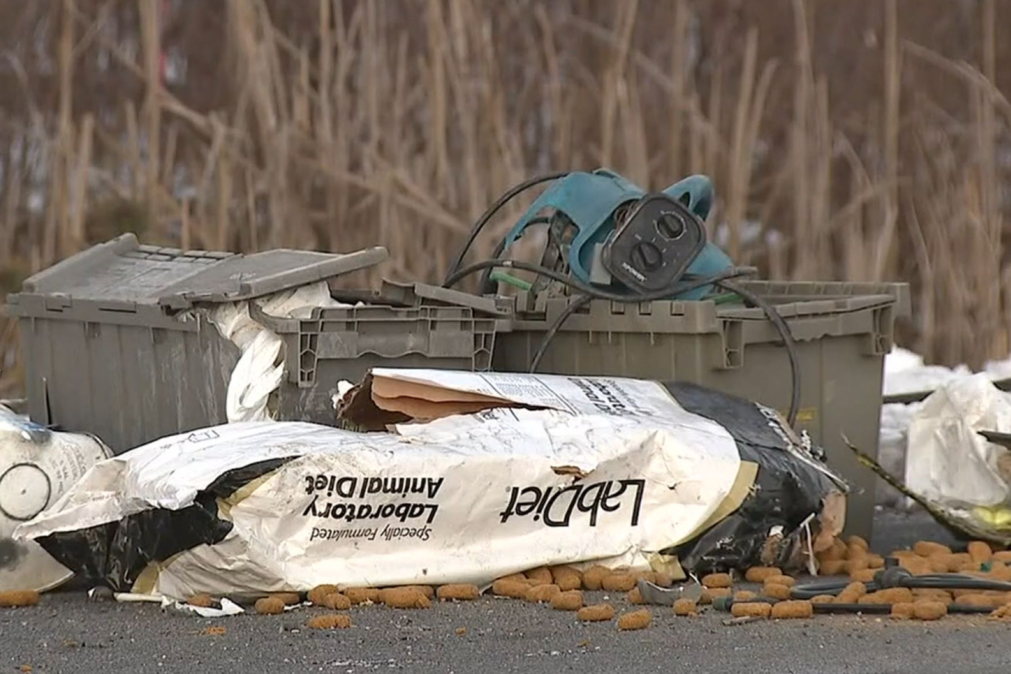 Truck Crash Sets Several Monkeys Free on Pennsylvania Highway