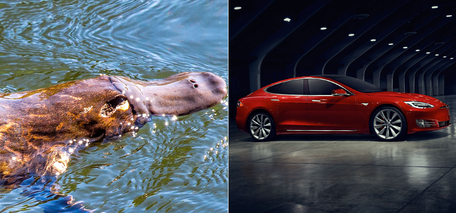 5 Animals the New Tesla Model S Resembles