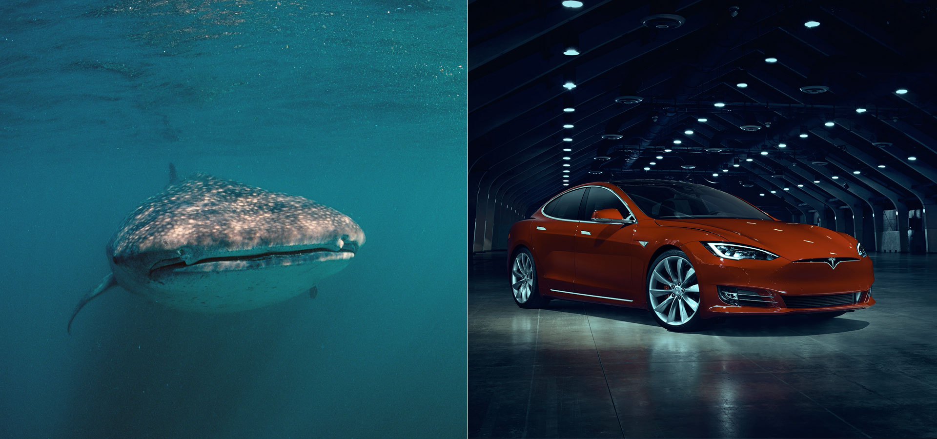 5 Animals the New Tesla Model S Resembles