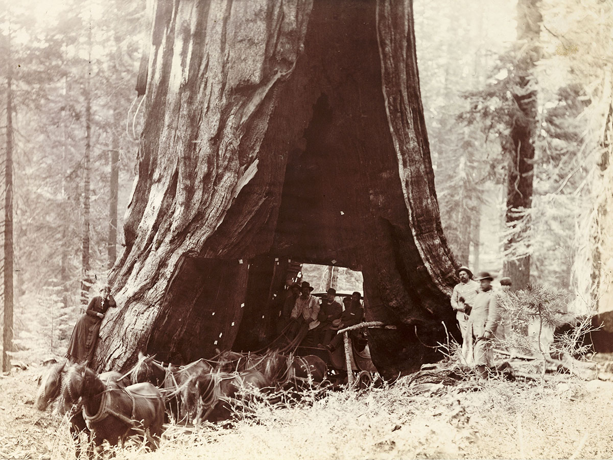 So You Want to Drive Through a Tree?