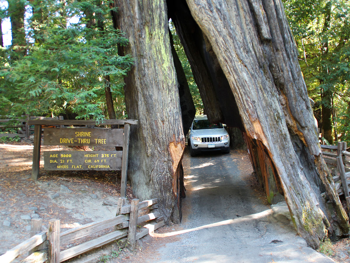 So You Want to Drive Through a Tree?