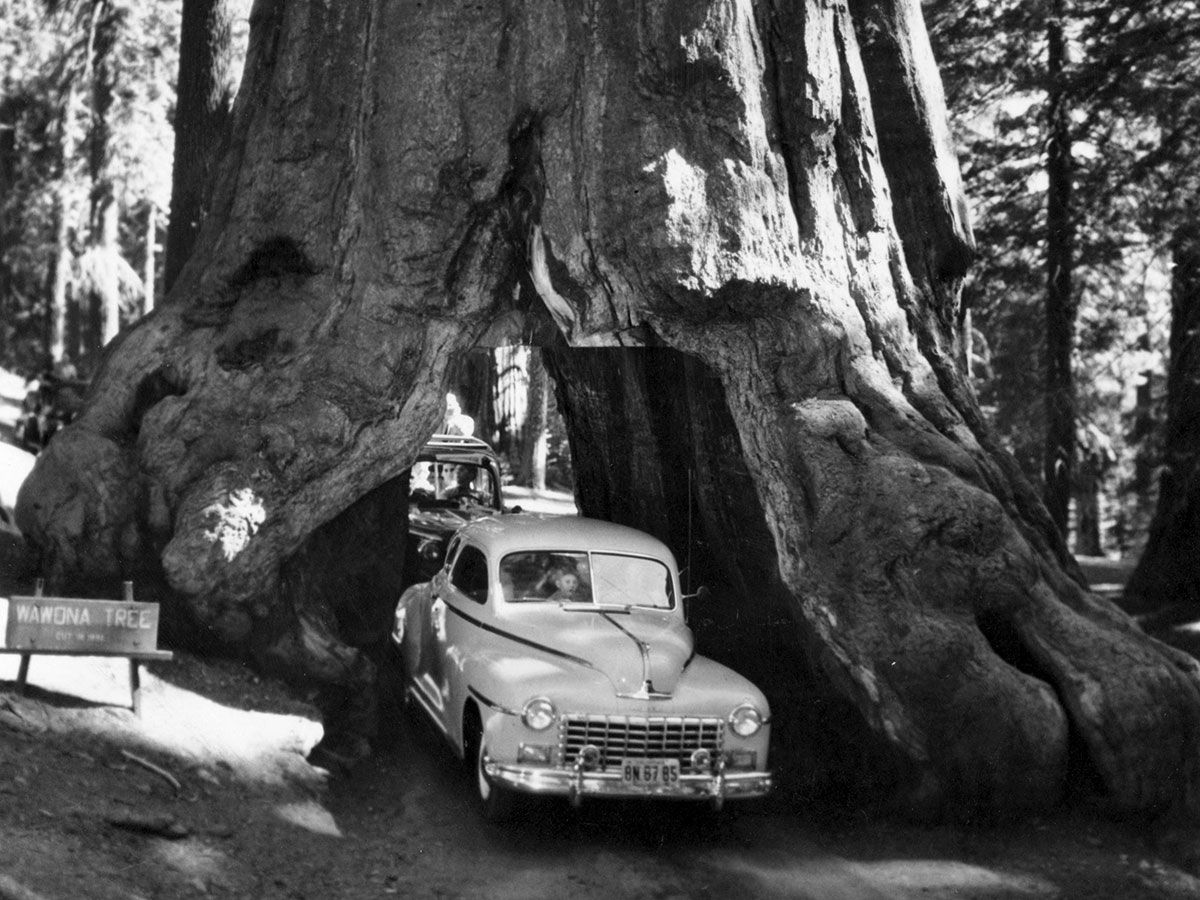 So You Want to Drive Through a Tree?