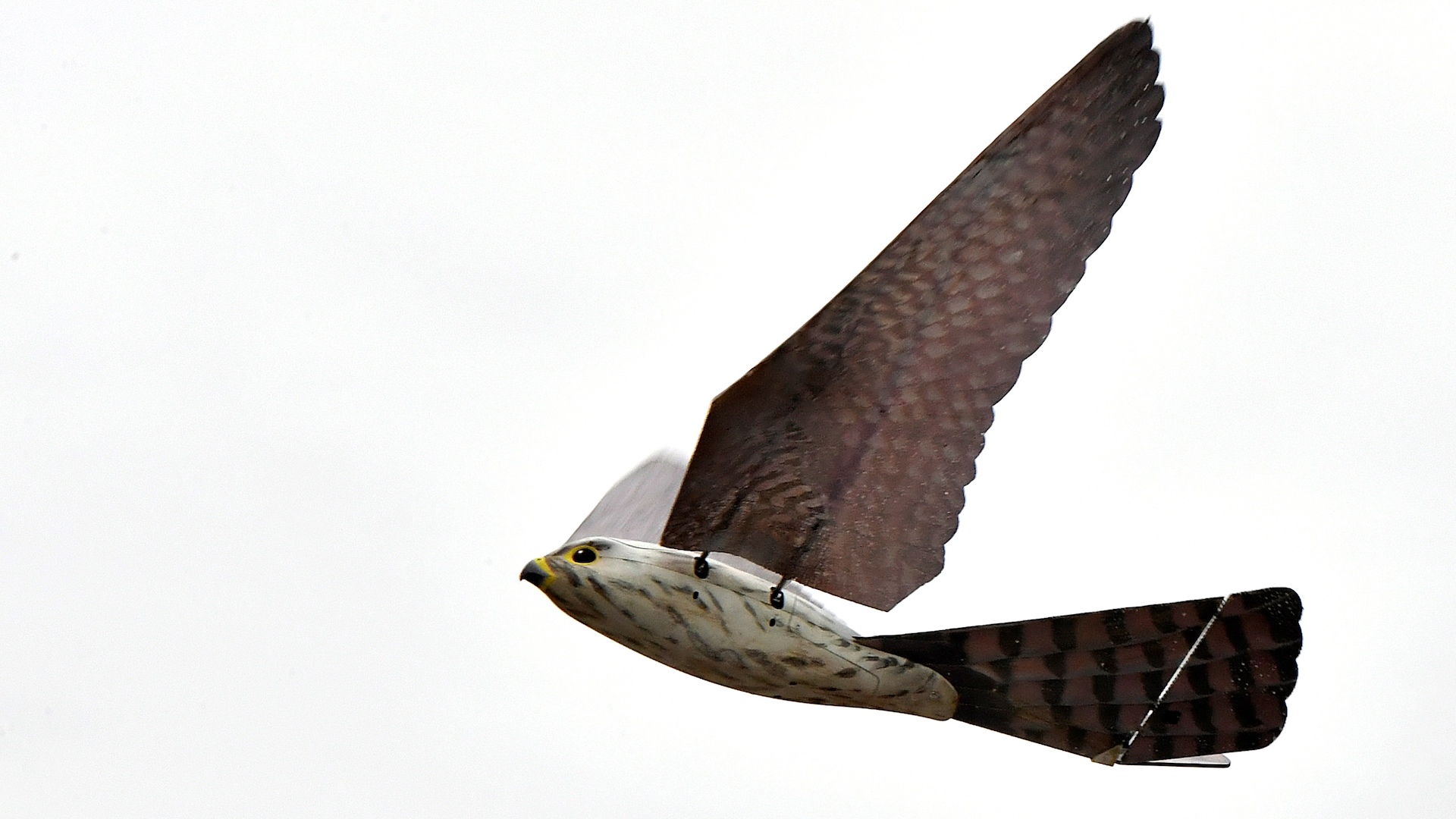 China's Dove Surveillance Drones Look and Fly Like Actual Birds