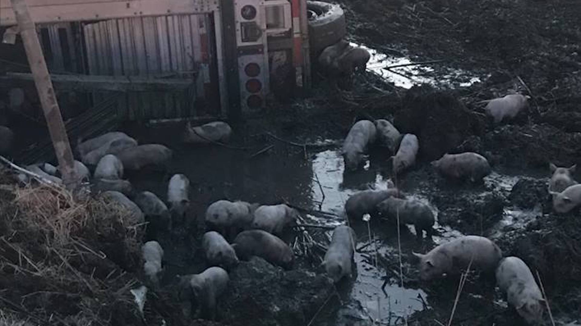 Thousands of Piglets Invade Illinois Highway After Semi Headed to ...