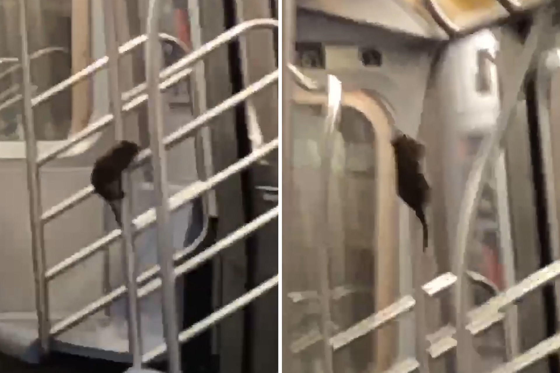 Video of Hilarious Pole-Dancing Rat Amuses, Disgusts NYC Subway Commuters