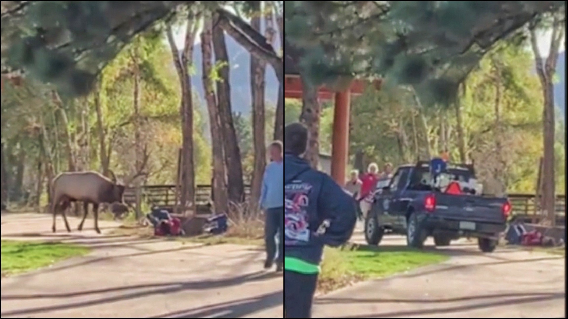 Truck-Driving Hero Uses His Ford Ranger to Save Woman From Violent Elk ...