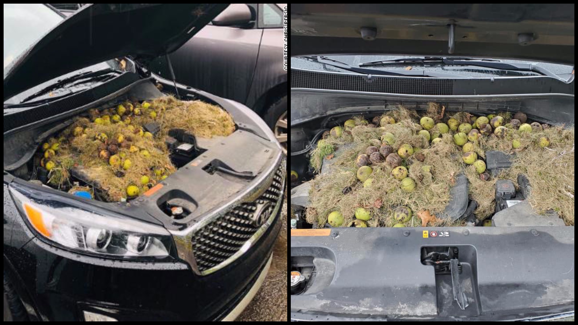 Sneaky Squirrel Stashes Hundreds of Walnuts Under Hood of Kia Sorento SUV