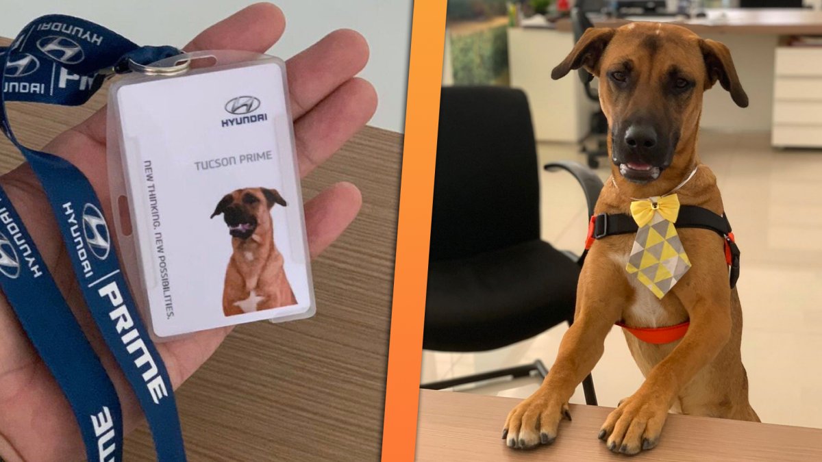 Stray Dog Hung Around a Hyundai Dealership Long Enough to Get a Job
