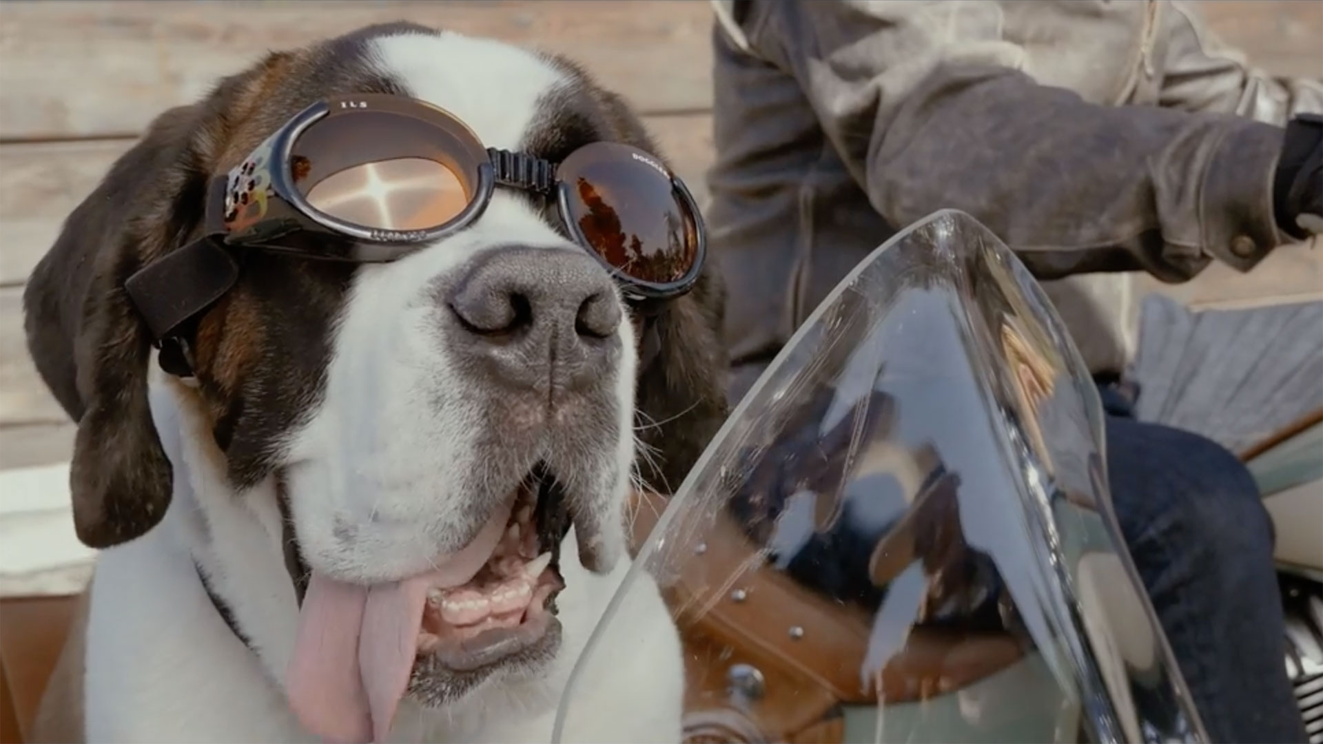 Sidecar-Riding St. Bernards Are The Best Thing About SxSW